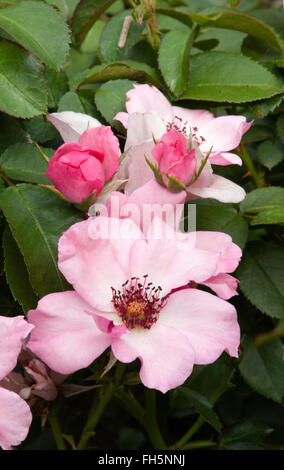 Light pink bush shrub roses in bloom in garden. front view. Vertical ...