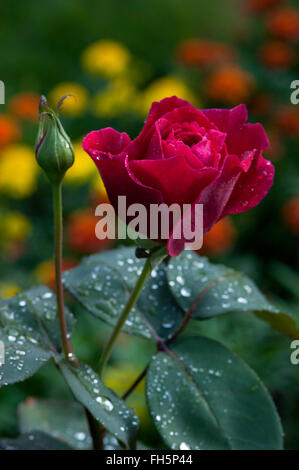 Red Olympiad hybrid tea rose with green leaves and stems Stock Photo ...