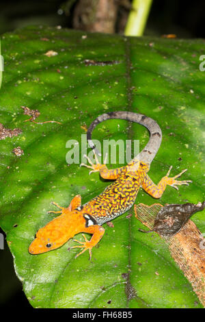 Collared forest gecko (Gonatodes concinnatus) observed in the Amazon ...