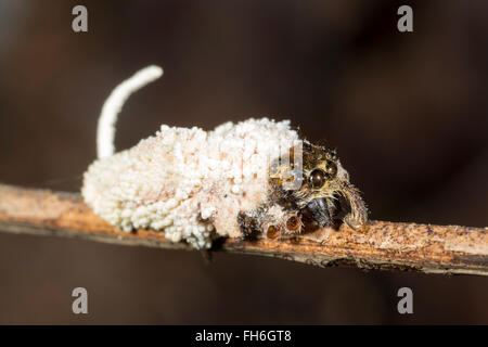 Spider infected and killed by a Cordyceps fungus. Body completely ...