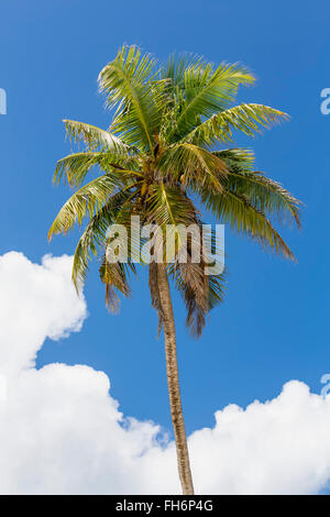 coconut palm tree Stock Photo - Alamy