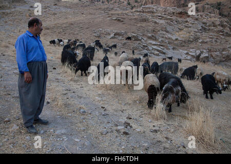 A shepherd in Iraqi Kurdistan Stock Photo - Alamy