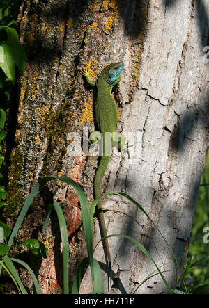 Male of green lizard on a tree trunk Stock Photo - Alamy