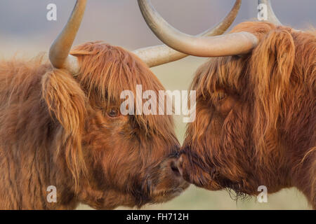 Highland cattle (Bos taurus) two adult animals greeting each other ...