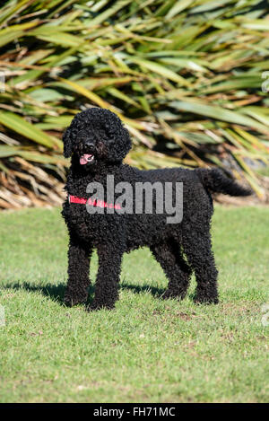 Cute black labradoodle dog standing on the frozen lake Bärensee ...