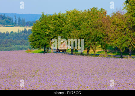 Czech Republic, Southern Bohemia - Field of Sunflowers Stock Photo - Alamy