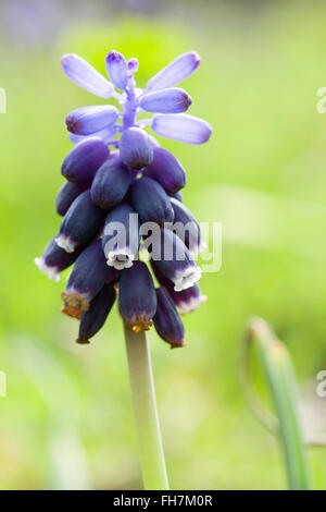 Vertical macro of green grape hyacinth seed capsules forming on a stem ...