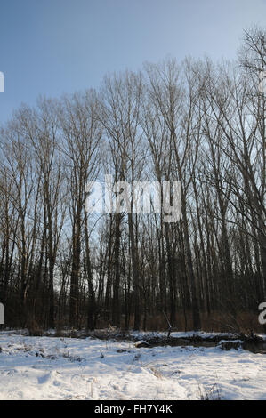 balsam poplar (Populus balsamifera Stock Photo - Alamy