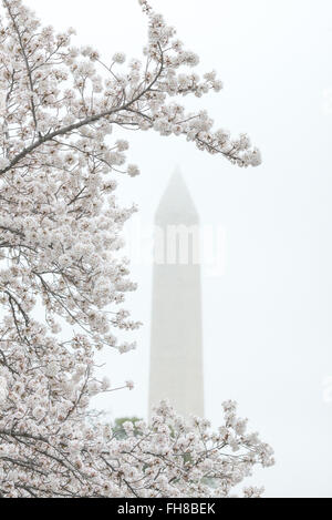 WASHINGTON DC, United States — Washington DC's famous cherry blossoms ...