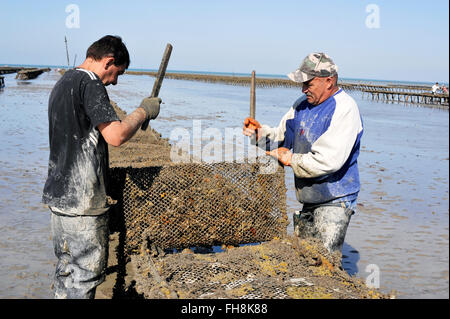 Oyster bed in Cancale, Parc Saint-Kerber, France Stock Photo - Alamy