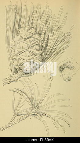 A guide to coniferous trees, with a focus on species resilient to ...