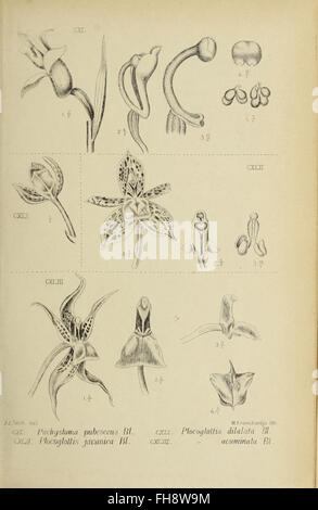 A botanical illustration showcasing the orchids of Java, preserved in ...