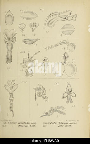 Die Orchideen von Java - fig Stock Photo - Alamy