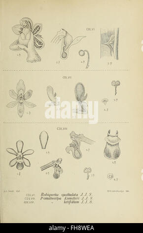 The Orchids of Java - Fig. 2, a botanical illustration from a ...