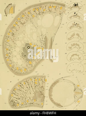 A 1891 study on the organization of Acoela Turbellaria and the ...