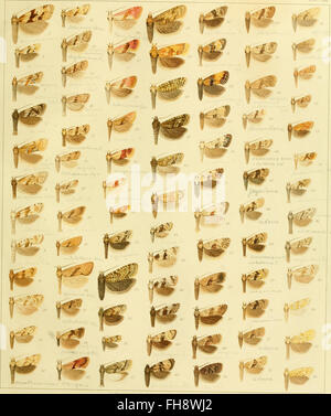 A monograph on the Palaearctic tortricid moths, featuring 24 color ...