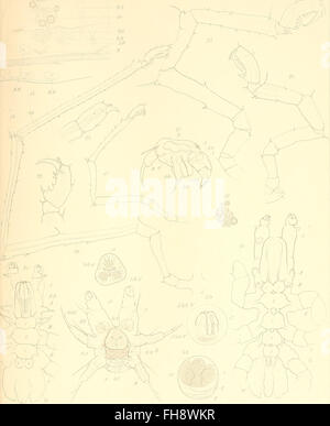 An 1881 work on the Pantopoda species (sea spiders) of the Gulf of ...