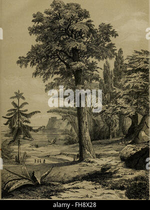 A popular and accessible representation of plant geography, aimed at ...