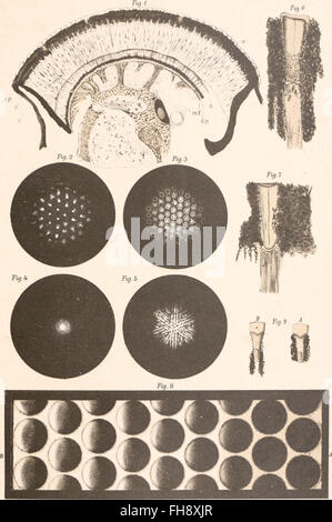 A study on the physiology of compound eyes in crustaceans and insects ...