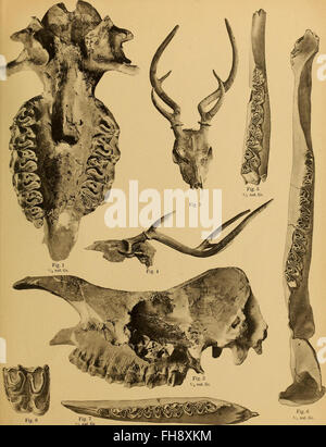 'Die Pithecanthropus-Schichten auf Java' discusses the geological and ...