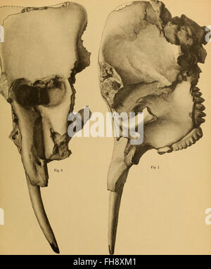 A 1907 publication documenting archaeological findings and research in ...