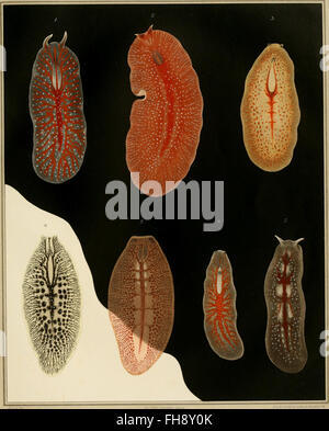 A study of polyclad flatworms in the Gulf of Naples, focusing on their ...