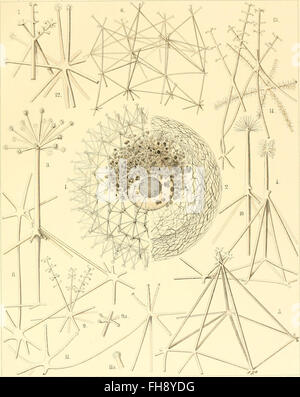 The Radiolaria (Rhizopoda Radiaria) - A Monograph (1888 Stock Photo - Alamy