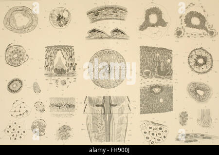 A study on the regeneration of organs and tissues, exploring the ...