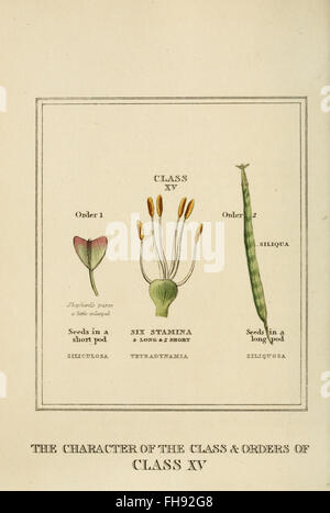 A botanical classification work on the science of botany, archived in ...