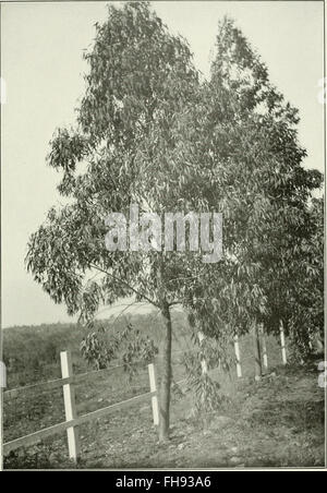Eucalyptus Botryoides in Eucalypts, a 1902 study on the cultivation and ...