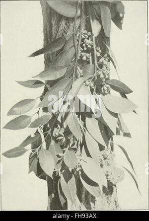 A 1902 work focusing on Eucalyptus botryoides and its cultivation in ...