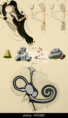 A 1897 textbook on human anatomy, describing both the structure of the ...