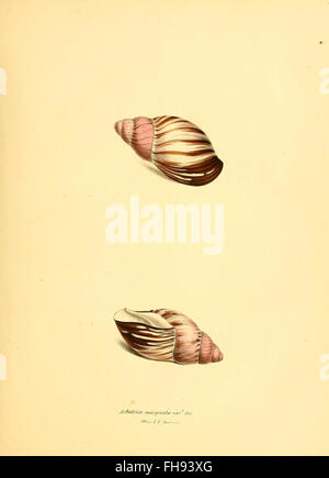 Exotic conchology at Harvard University, MCZ, Ernst Mayr Library ...