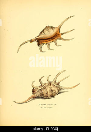 An illustration from *Exotic Conchology*, showcasing a variety of ...