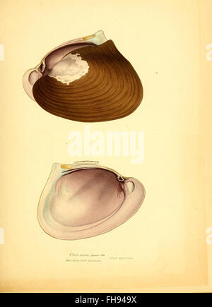 A study of exotic mollusks and shells, focusing on their collection ...