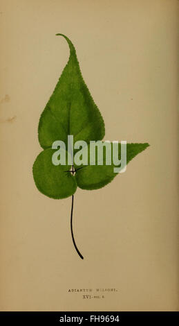 Volume 104 of *Harper's New Monthly Magazine* (1902) covers a variety ...