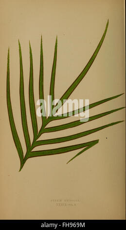 'Ferns - British and Exotic' is a botanical work focused on the ...