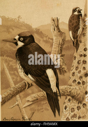 A 1911 study on the diet of woodpeckers in the United States, detailing ...