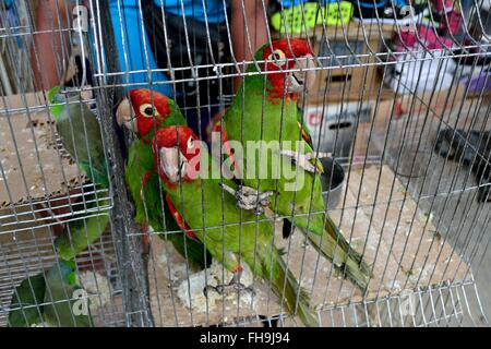 Parrots - Market in PAITA. Department of Piura .PERU Stock Photo - Alamy