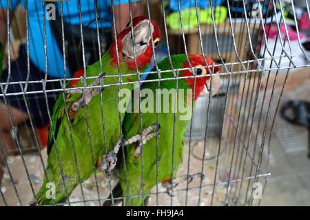 Parrots - Market in PAITA. Department of Piura .PERU Stock Photo - Alamy