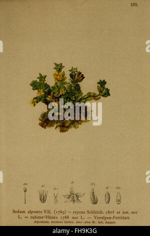 Atlas der Alpenflora is a botanical atlas documenting the flora of the ...