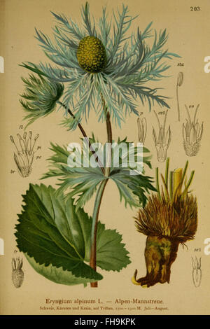 Atlas der Alpenflora, alpine plants, mountain ecosystems, botanical ...