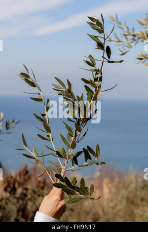 Olive tree in hands as a symbol of nature protection Stock Photo - Alamy