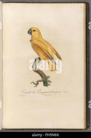 A natural history of parrots, examining their biology, behavior, and ...