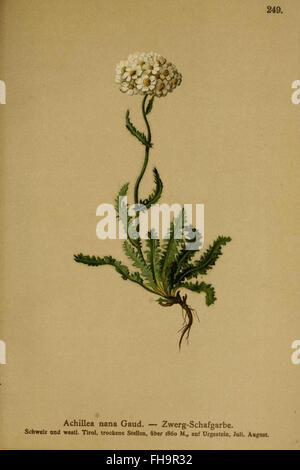 A botanical atlas featuring the flora of the Alps, illustrating the ...