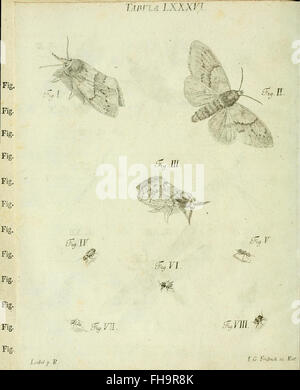 An illustrated work by Jacob Christian Shaeffer depicting insect ...