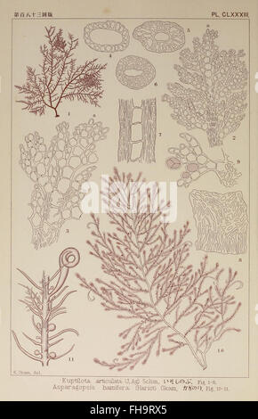Icones of Japanese algae, Algae, Botany, Japan, MBLWHOI Library, Woods ...
