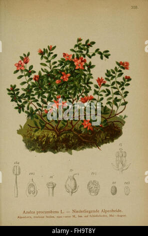 A botanical atlas illustrating the flora of the Alpine region, with ...