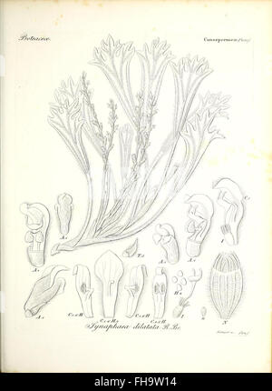This work presents detailed illustrations of plant genera, showcasing a ...