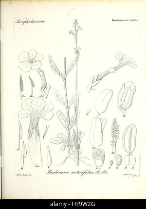 An illustrated catalog of plant genera, showcasing the diversity of ...
